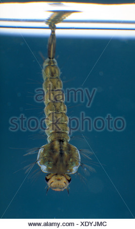 Culex mosquito life cycle Stock Photo - Alamy