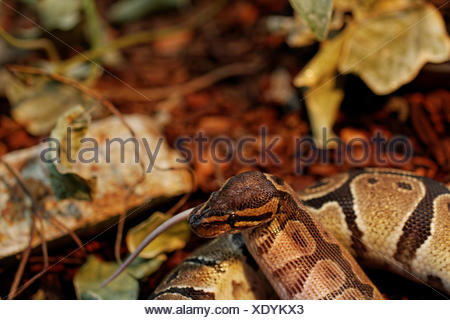 Ball Python (Royal) snake eating a white mouse Stock Photo - Alamy