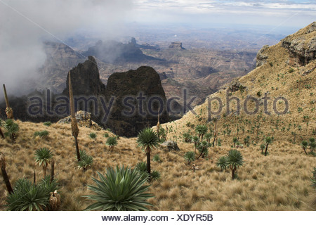 Afro alpine moorland and vegetation Ethiopia Simien Mountains Stock ...