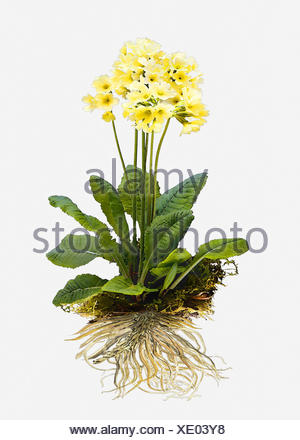 Cowslip Primrose (Primula veris), illustration Stock Photo: 72733012 ...