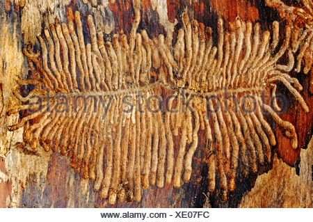 European Spruce Bark Beetle larvae (Ips typographus) at the end of ...