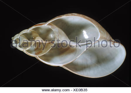 Cross-section of a Giant African land snail (Achatina Stock Photo - Alamy