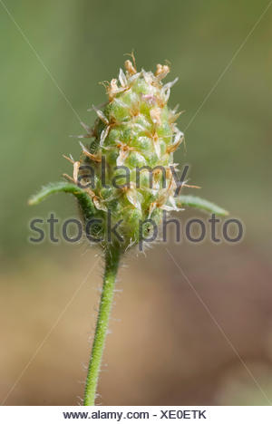 Branched plantain, Sand plantain (Plantago arenaria, Plantago indica ...
