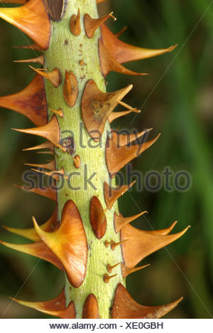 Prickly stem full thorns of Sweet briar Stock Photo: 69968955 - Alamy