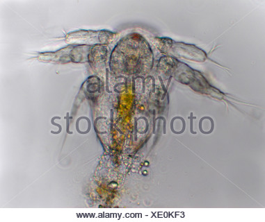 Copepod Cyclops sp. Single Eye Male UK Stock Photo - Alamy