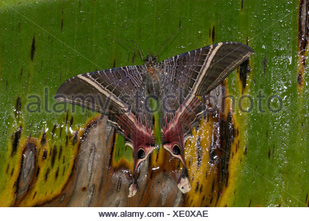 Moth Uraniidae sp Costa Rica Stock Photo: 18954162 - Alamy