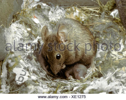 HOUSE MOUSE MUS DOMESTICUS AT NEST INSIDE LOAF OF BREAD Stock Photo - Alamy