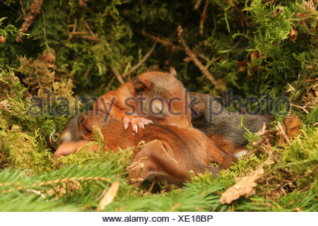 Red Squirrel Drey Stock Photo: 23379878 - Alamy