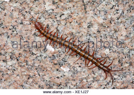 Chinese Red Head, Giant Centipede, Jungle Centipede, Orange Legged ...