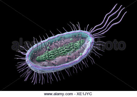 Cross section illustration of a bacteria, showing the inner Stock Photo ...