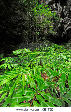 vegetation in the New Caledonian rain forest, New Caledonia, Ile des ...