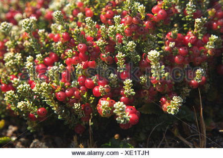 Diddle Dee berry (Empetrum rubrum) of the Falkland Islands, edible ...