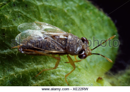 BIG-EYED BUG (GEOCORIS PALLENS) ADULT ON COTTON BENEFICIAL, BOTH Stock ...