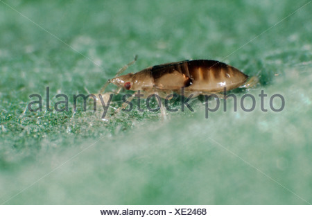 Flower bug nymph Orius majusculus nymph feeding on western flower Stock ...