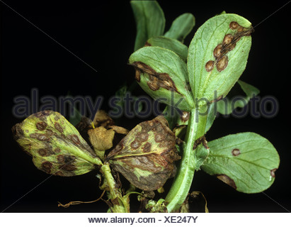 Leaf lesion of ascochyta leaf spot Ascochyta pisi with pycnidia on ...