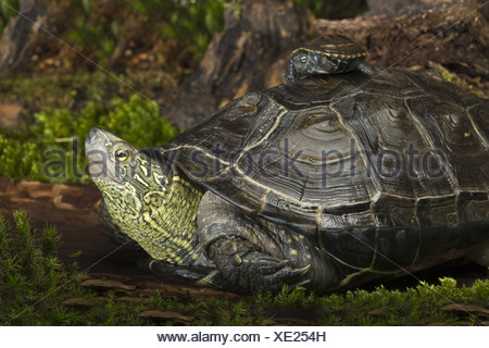 Reeves' turtle, Chinese three-keeled pond turtle (Chinemys reevesii ...