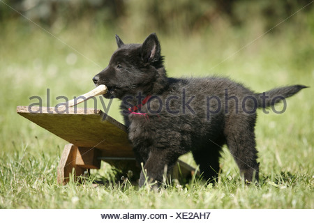 Groenendael Welpe / Groenendael Puppy Stock Photo - Alamy