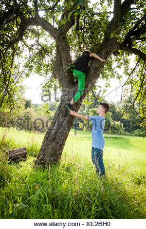 boy helping his friend to climb a tree Stock Photo - Alamy