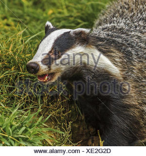 Snarling Badger (Meles meles) Berkshire UK Stock Photo - Alamy