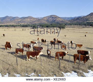 BEAUTIFUL CATTLE RANCH / WYOMING Stock Photo - Alamy