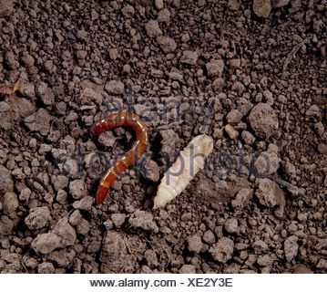 WIREWORM (LARVA) OF CLICK BEETLE (LIMONIUS AGONUS) DESTRUCTIVE-SOIL ...