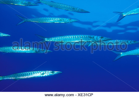 Striped / Mediterranean barracuda (Sphyraena sphyraena) shoal over ...