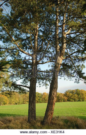 European black pine, Austrian pine, Black Pine, Corsican Pine (Pinus ...