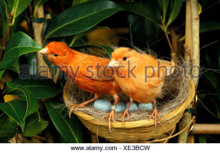 Canary eggs in the nest Stock Photo - Alamy