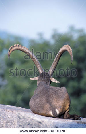 Zoo, bile, Capricorn, Capra ibex, back view Germany, animal park Stock ...
