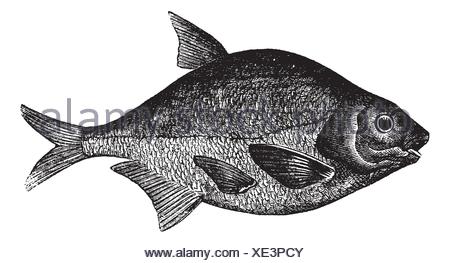 Carp bream fish illustration, drawing, engraving, line art, realistic ...