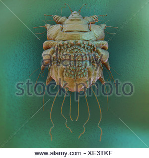 A close up view of the cause of scabies - the mite Sarcoptes scabiei ...