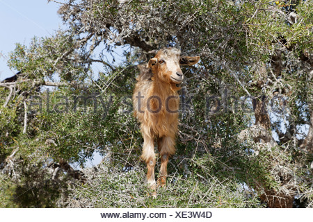 Goat (Capra) climbing an argan tree (Argania spinosa), Agadir Stock ...