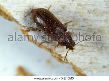 Woodworm or furniture beetle (Anobium punctatum) holes with dust or ...