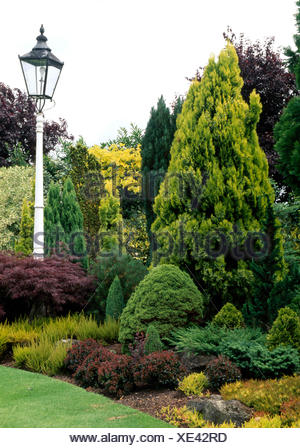 Well tended conifer border with a variety of conifer shrubs in large ...