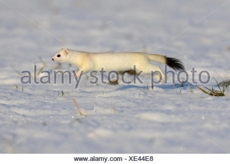 ermine, stoat (Mustela erminea), running over a meadow with hoar Stock ...
