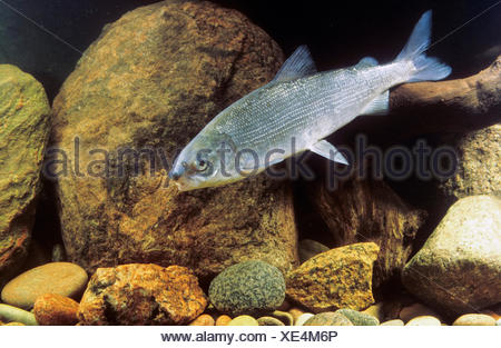 houting (Coregonus oxyrhynchus, Coregonus oxyrinchus, Coregonus Stock ...