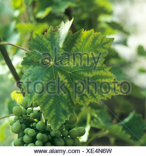 Interveinal chlorosis caused by iron or nitrogen deficiency to a Stock Photo: 53236405 - Alamy