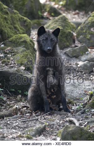 Grey Wolf Sitting Stock Photo - Alamy
