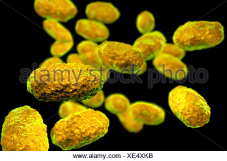 Whooping cough bacteria (Bordetella pertussis), computer illustration ...
