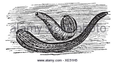 Leeches, vintage engraving. Old engraved illustration of two Leeches ...