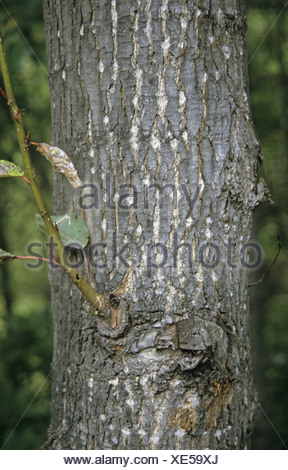 Himalayan Balsam Poplar Populus ciliata in maturing fruit Jele La Stock ...