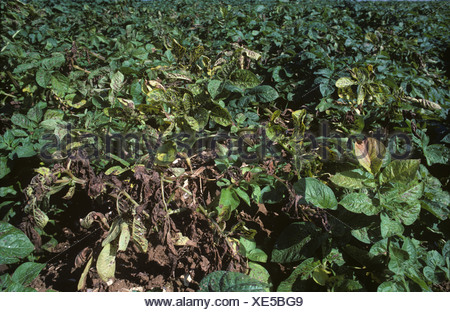 Potato plant suffering from severe magnesium deficiency Stock Photo - Alamy