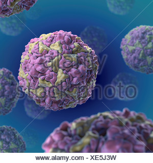 Structure Human Rhinovirus (PDB 4RHV). Rhinoviruses are most common ...