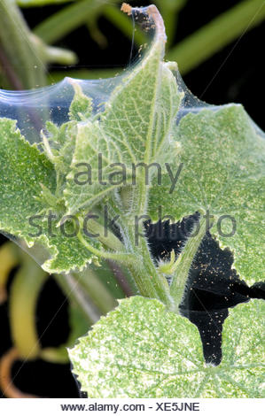 Red Spider Mite on Cucumber (Tetranychus urticae Stock Photo: 113543727 ...