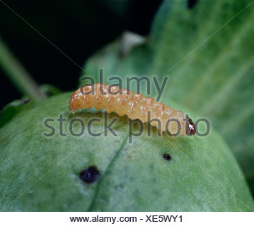 PINK BOLLWORM MOTH (PECTINOPHORA GOSSYPIELLA) LARVA ON COTTON BOLL ...