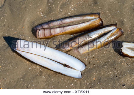 Atlantic jackknife, bamboo clam, razor clam, Amerikanische Stock Photo ...
