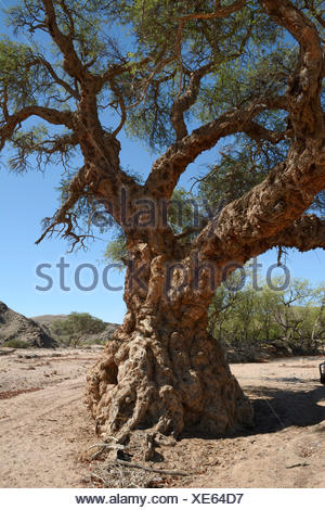 Apple-ring Acacia or Ana Tree (Faidherbia albida, Acacia albida) in ...