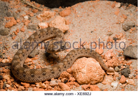 Arabic saw-scaled viper, Palestine saw-scaled viper (Echis coloratus ...