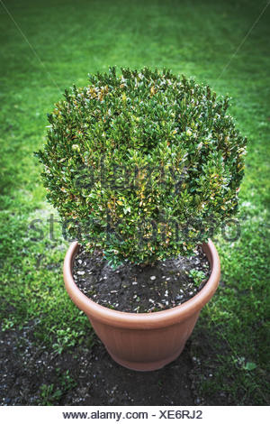 Box hedge plants clipped into round ball bush shapes in topiary Stock ...