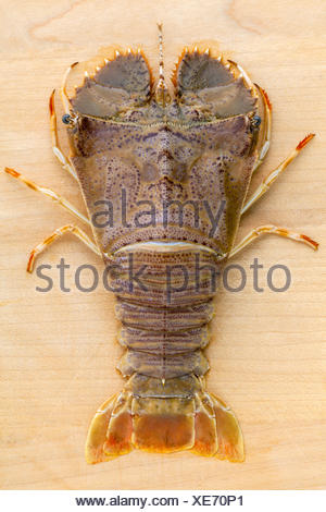 Flathead lobster, Lobster Moreton Bay bug, Oriental flathead lob Stock ...